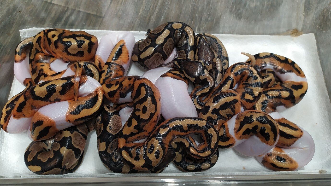 Pied clown / bamboo red stripe - Ball Pythons - MorphMarket Reptile ...