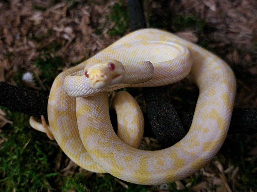 Night mode photos - Carpet Pythons - MorphMarket Reptile Community