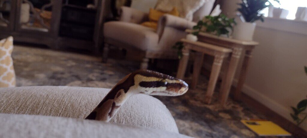 Morph identification for my three year old boi - Ball Pythons ...