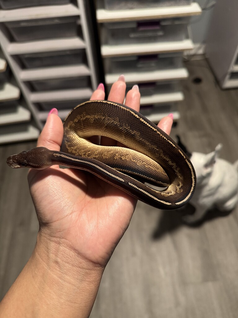 Mystery Hatchling ID Help - Ball Pythons - MorphMarket Reptile Community