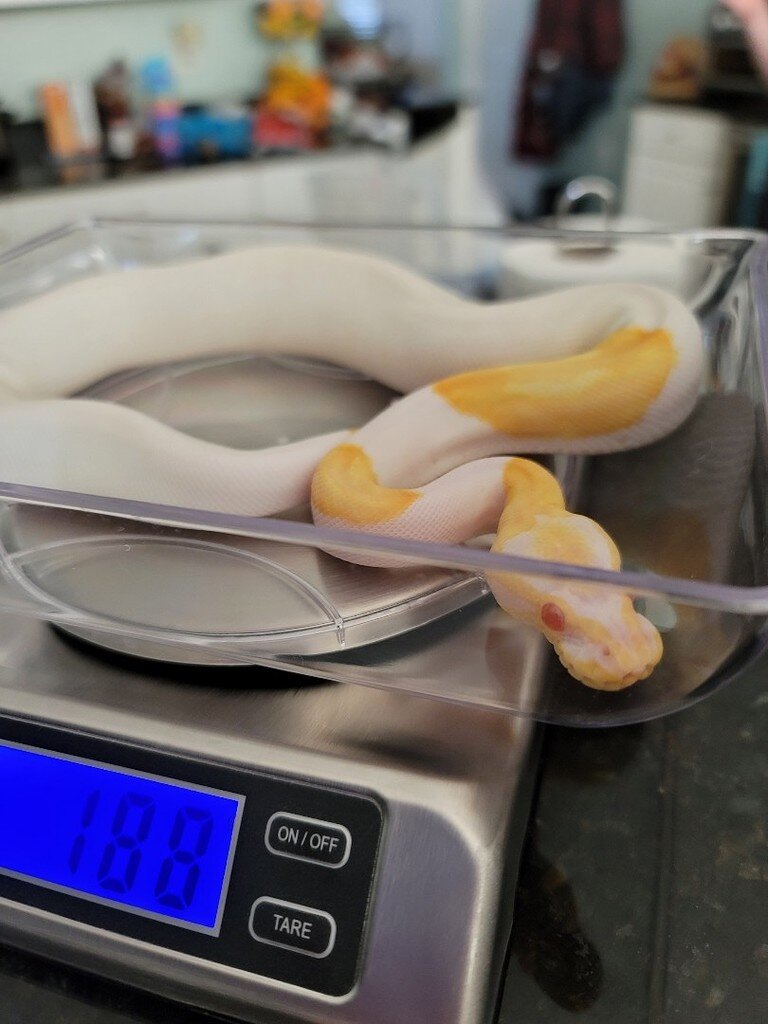 New BP not flicking tongue - Ball Pythons - MorphMarket Reptile Community