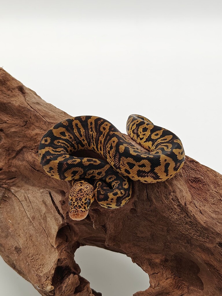 Total Fall in Love 😍 - Ball Pythons - MorphMarket Reptile Community