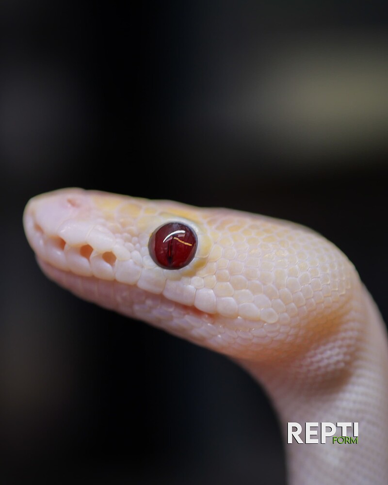 Banana Ivory eyes - Ball Pythons - MorphMarket Reptile Community