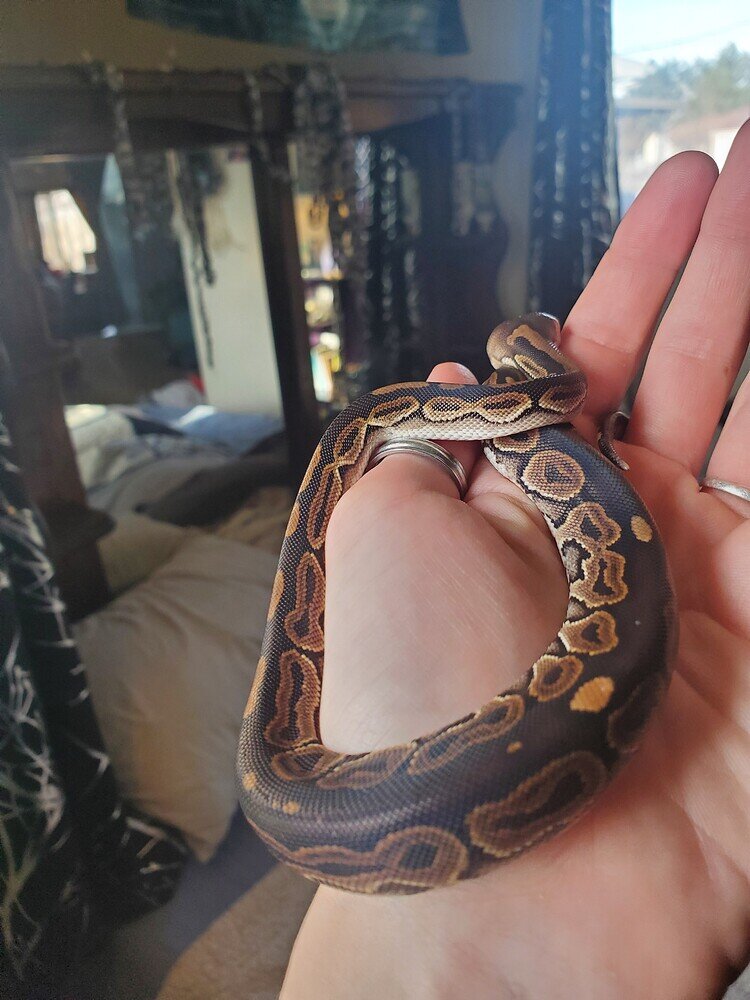 Help me identify morphs? Part 2 - Ball Pythons - MorphMarket Reptile ...