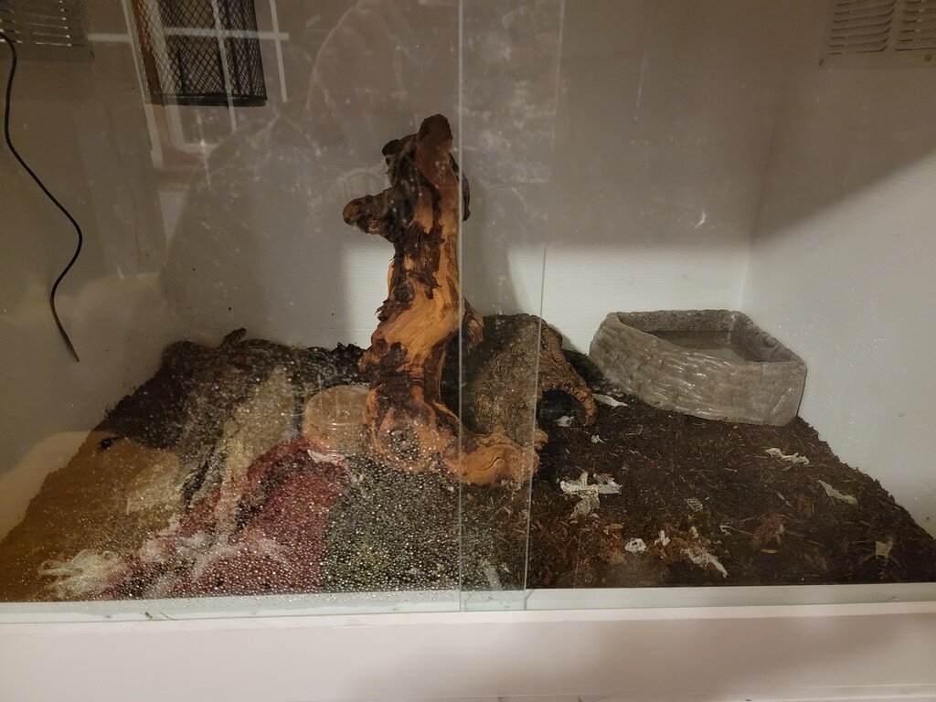 Bioactive to control snake mites experiment - Ball Pythons ...