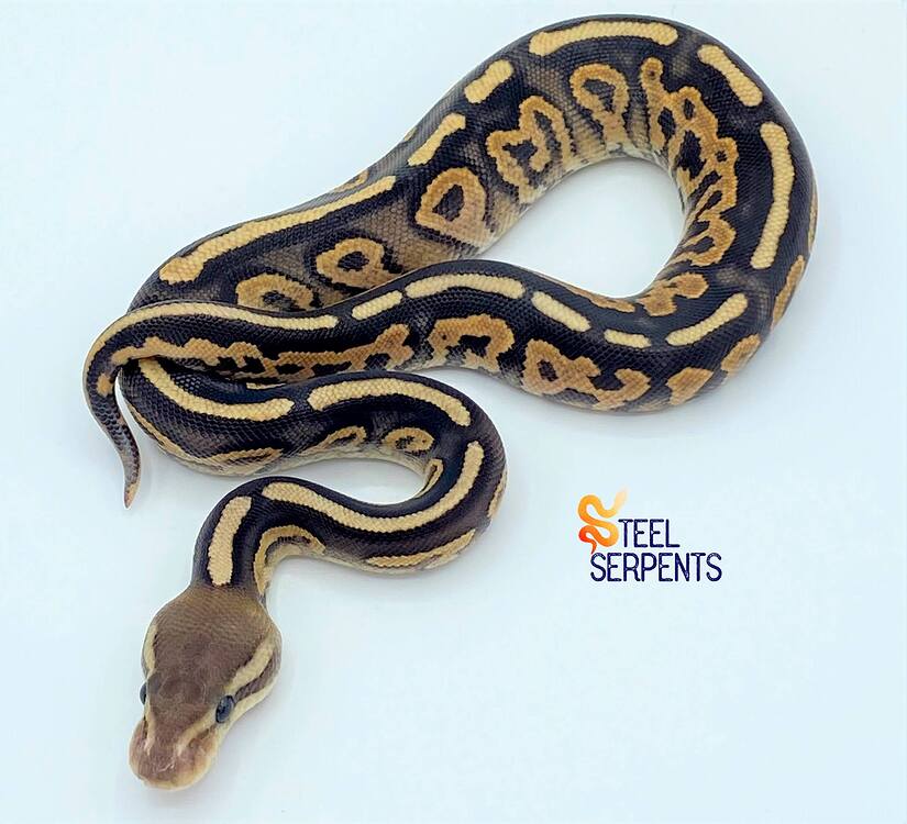 Help With Coral Glow Spider Yellow Belly X Lesser Pairing - Ball ...