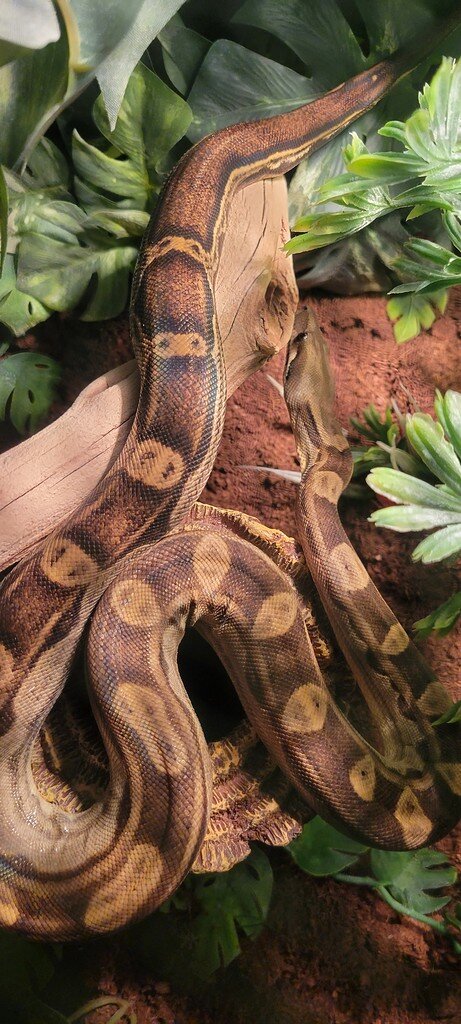 Motley Boa? Identification and breeding question - Boa Constrictors ...