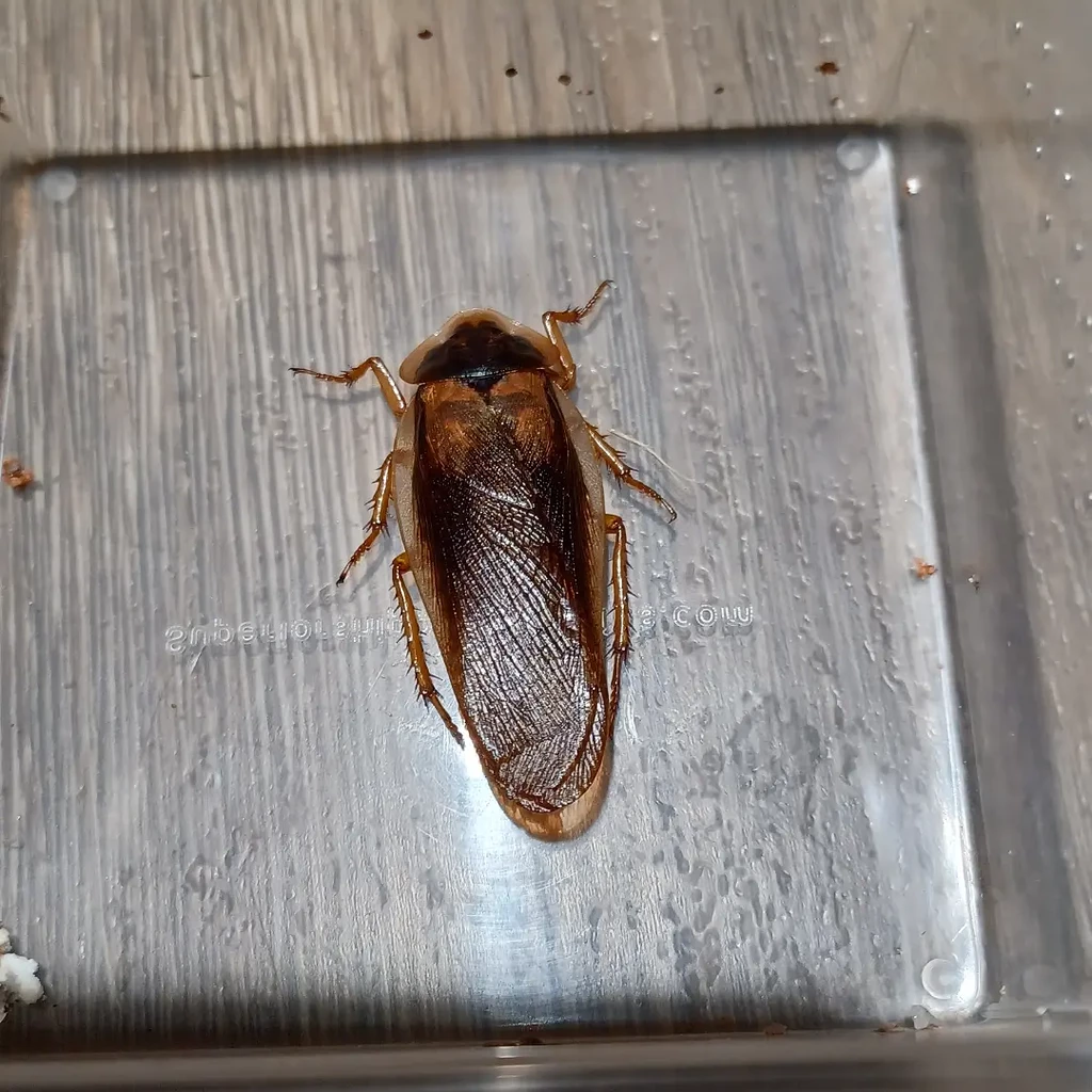 Got Roaches? - Other Invertebrates - MorphMarket Reptile Community