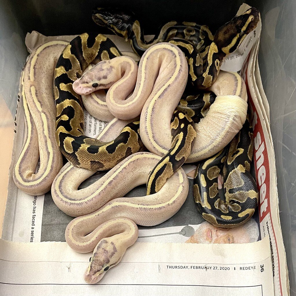 Enchi Spark x Freeway Pied - Ball Pythons - MorphMarket Reptile Community