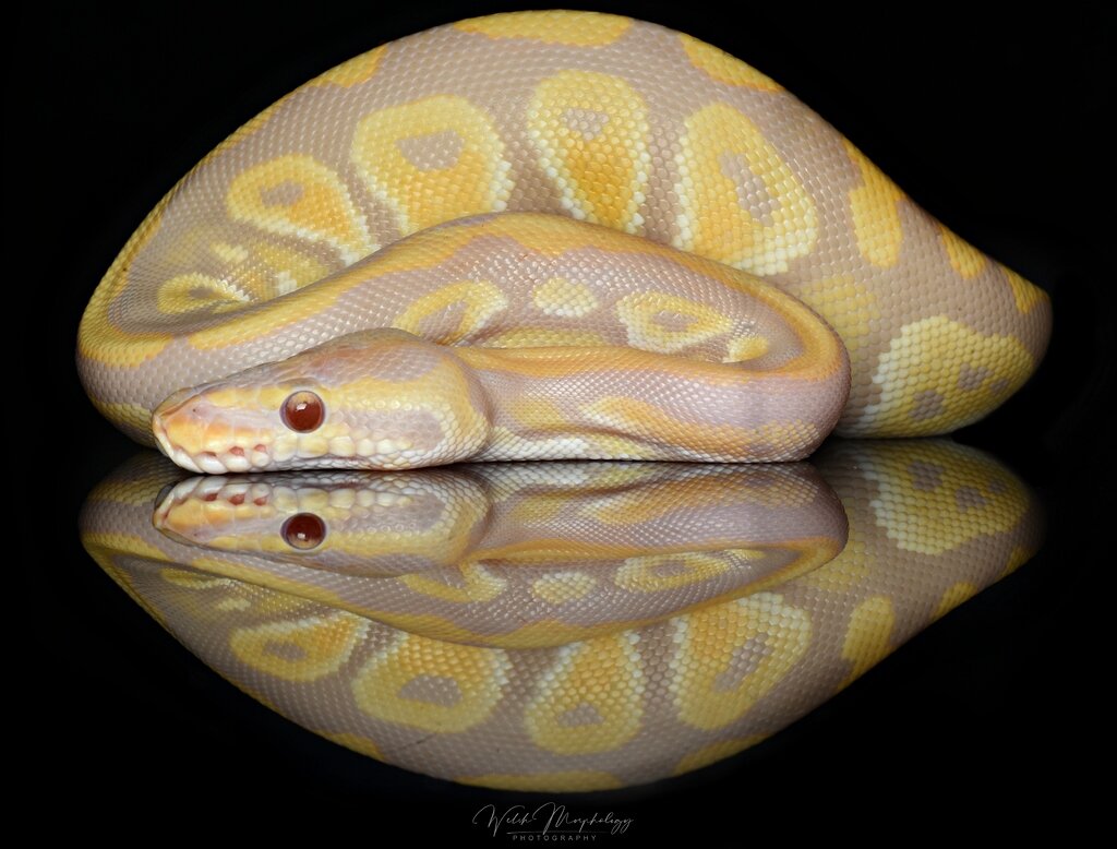 Phantom candy - Ball Pythons - MorphMarket Reptile Community