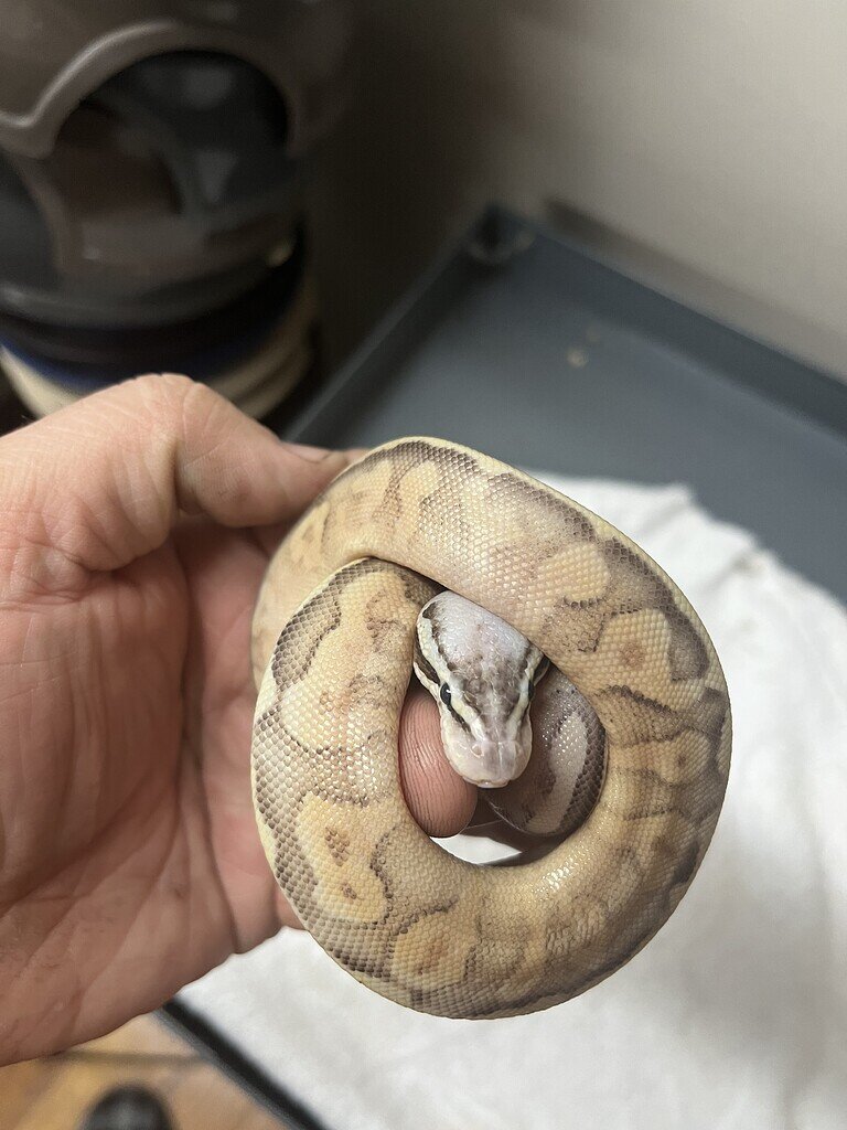I need help on 2 baby ball pythons - Ball Pythons - MorphMarket Reptile ...
