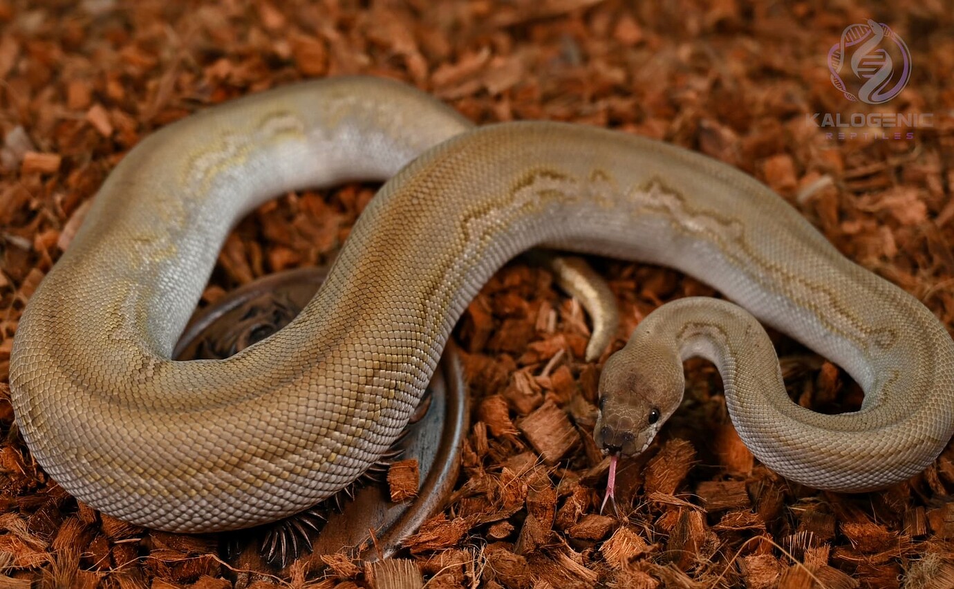 Adorable European import from earlier this year that I never took a ...