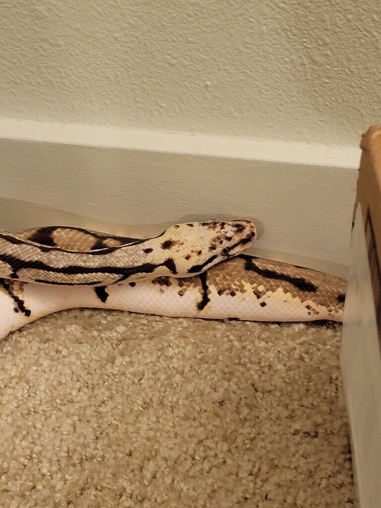 José complex chronic respiratory illness - Ball Pythons - MorphMarket ...