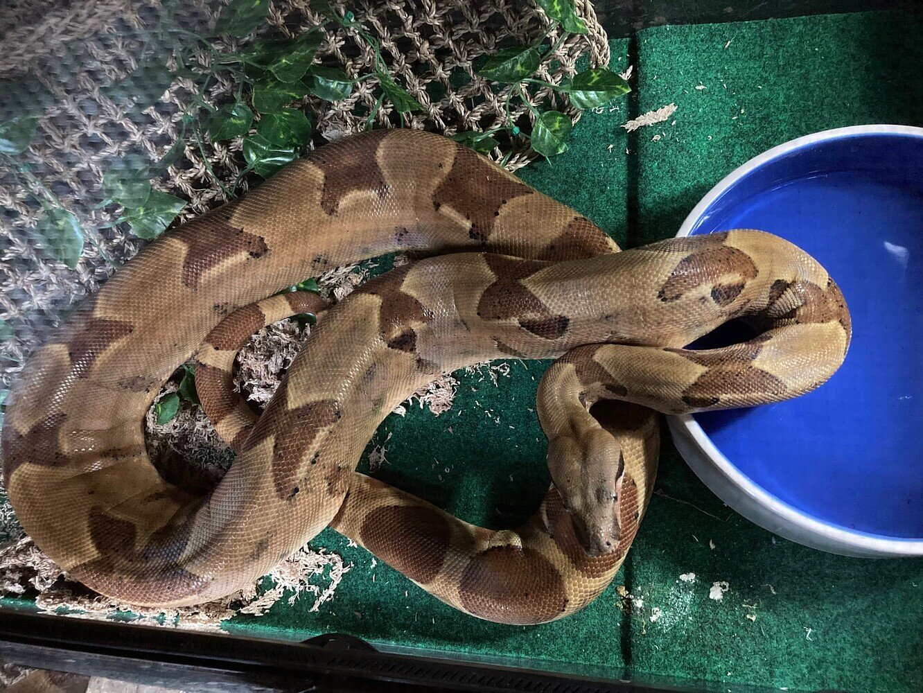 Morph identification? - Boa Constrictors - MorphMarket Reptile Community