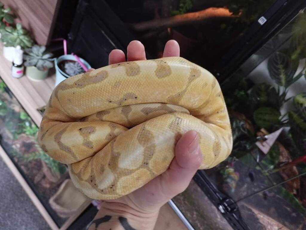 Is woma present in my royal python? - Ball Pythons - MorphMarket ...