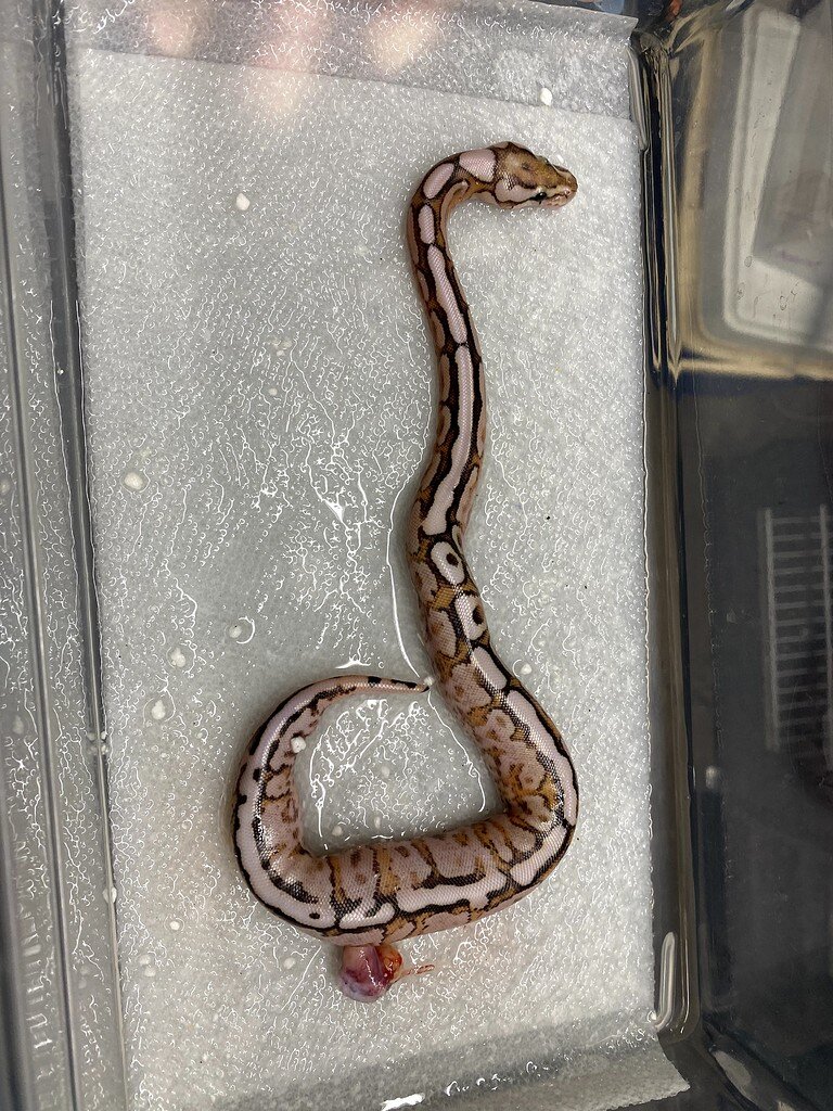 Decease baby! Curious on morph thoughs - Ball Pythons - MorphMarket ...