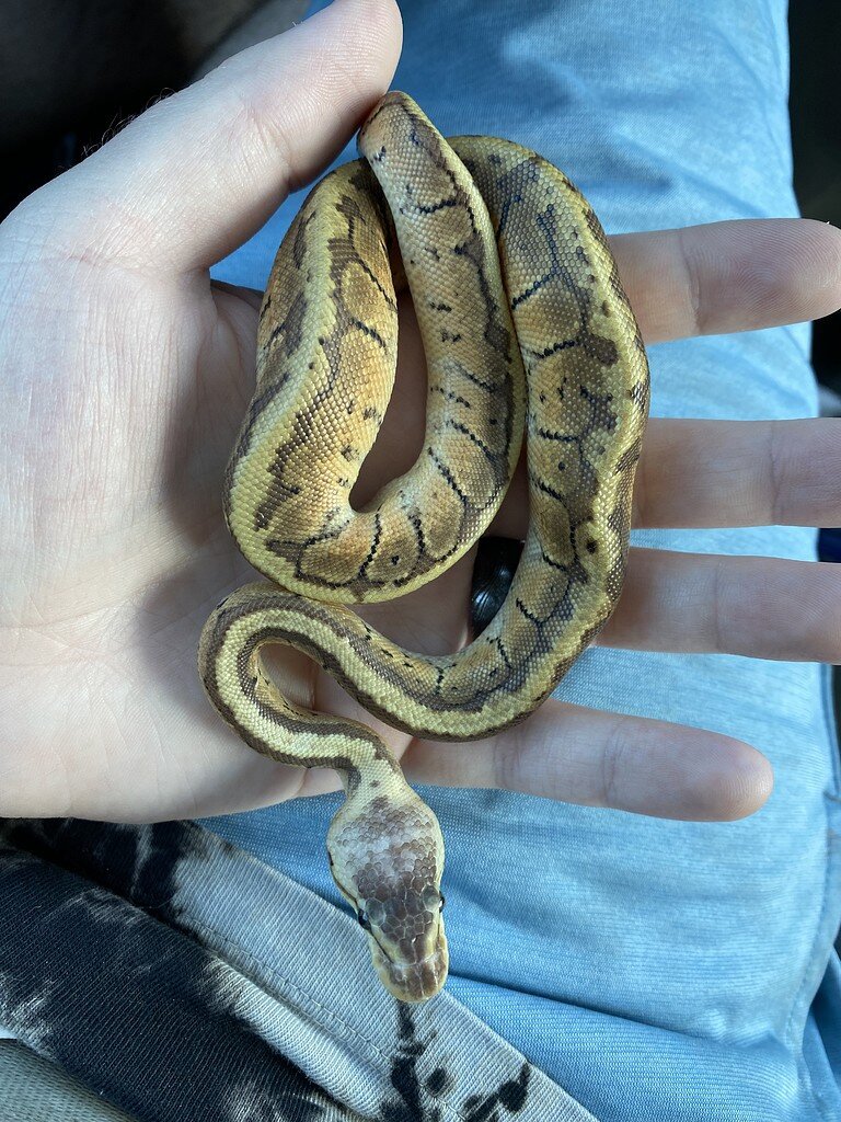 Advice on a ball python with parasites - All Reptiles - MorphMarket ...