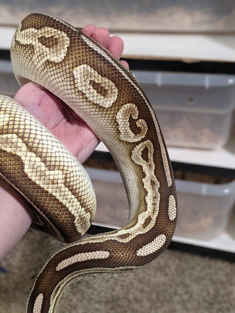 Help with Rescue morph identification - Ball Pythons - MorphMarket ...