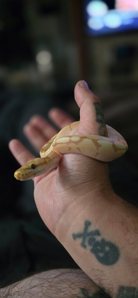 New snake dad questions - Ball Pythons - MorphMarket Reptile Community