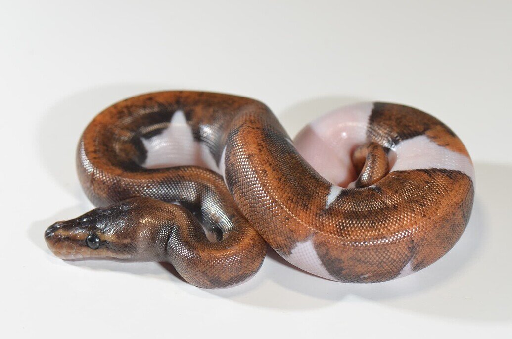 Suma Pumpkin Pied! Aka. "Dream coming true" - Ball Pythons ...