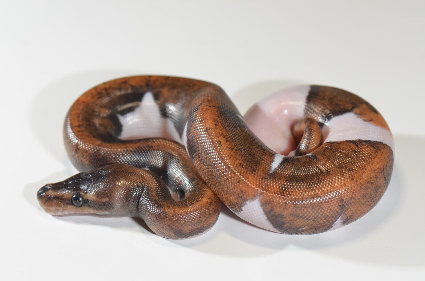 Suma Pumpkin Pied! Aka. "Dream coming true" - Ball Pythons ...