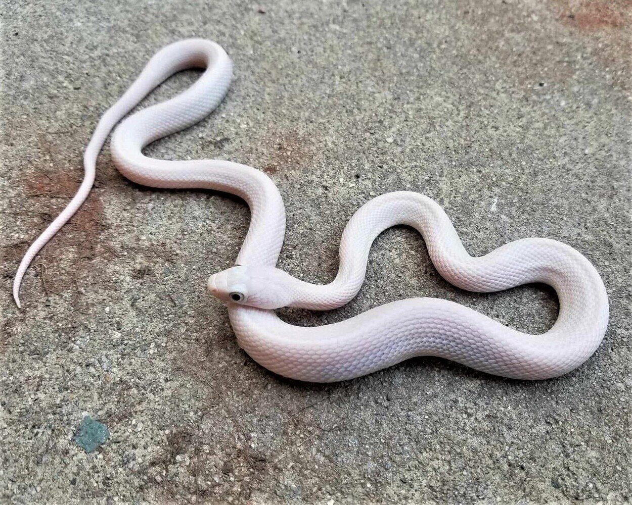 Recessive leucistic in texas rat snakes - Genetics & Species ...
