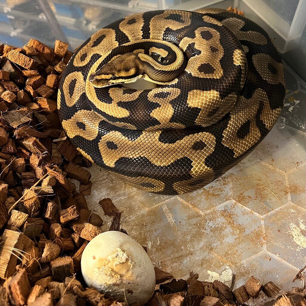 Clutch #57,Male Banana Butter Pastel Clown x Female Leopard het Clown ...