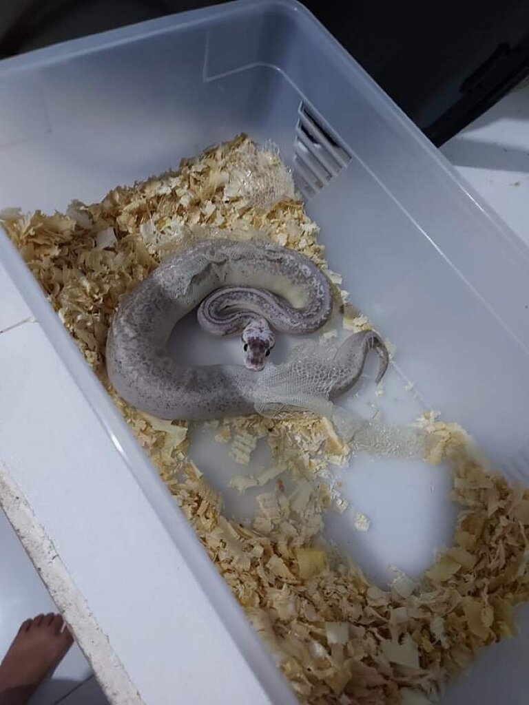 Little beauty - Ball Pythons - MorphMarket Reptile Community