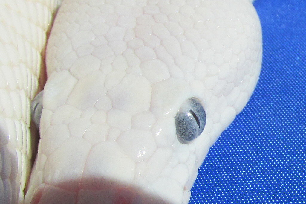 Lets see them pretty ball python eyes - Ball Pythons - MorphMarket ...