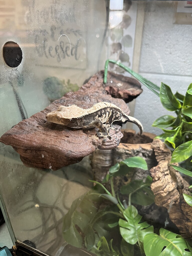 Crested Gecko Morph/s? - Crested Geckos - MorphMarket Reptile Community