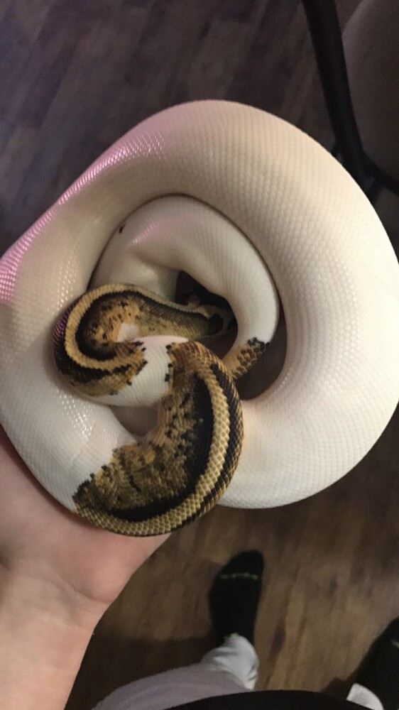 What genetics is my snake showing? - Ball Pythons - MorphMarket Reptile ...