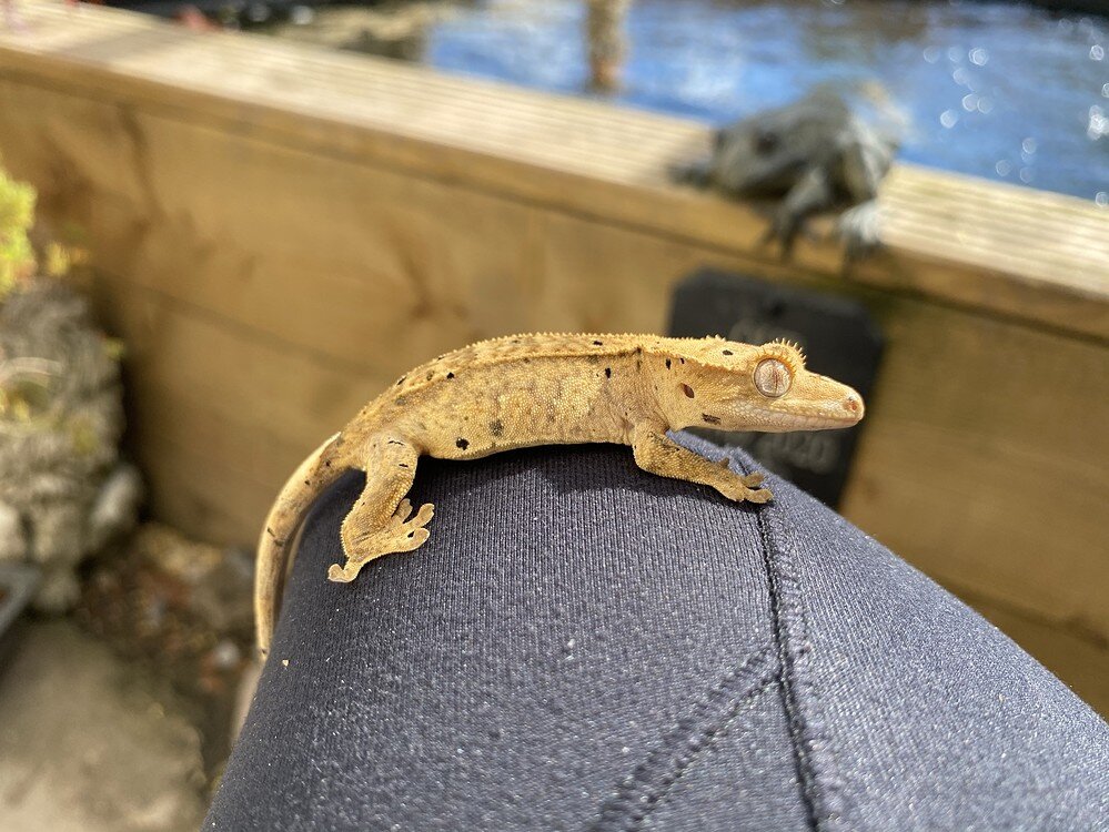 Finally some pics of Spike! - Crested Geckos - MorphMarket Reptile ...