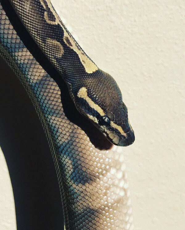 Do ball pythons get iridescent sheens? - Ball Pythons - MorphMarket ...