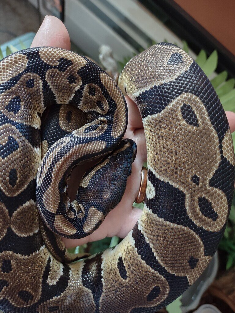 Just a normal BP, or something else? - Ball Pythons - MorphMarket ...
