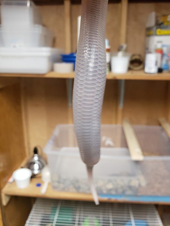 Swollen lower third of body hatching ball python - Ball Pythons ...