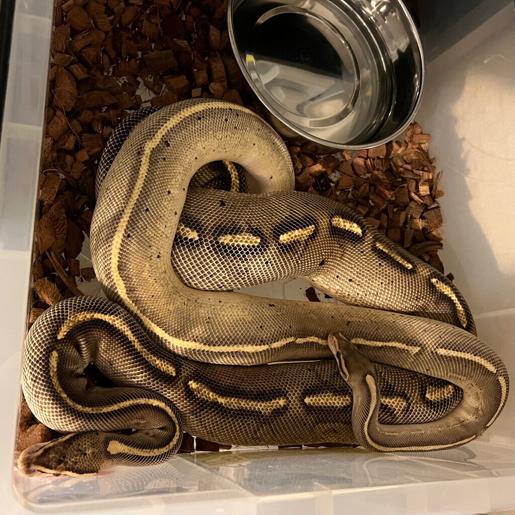 Part 2) last nights locks - Ball Pythons - MorphMarket Reptile Community