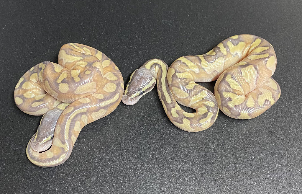 Blackhead or nah? - Ball Pythons - MorphMarket Reptile Community