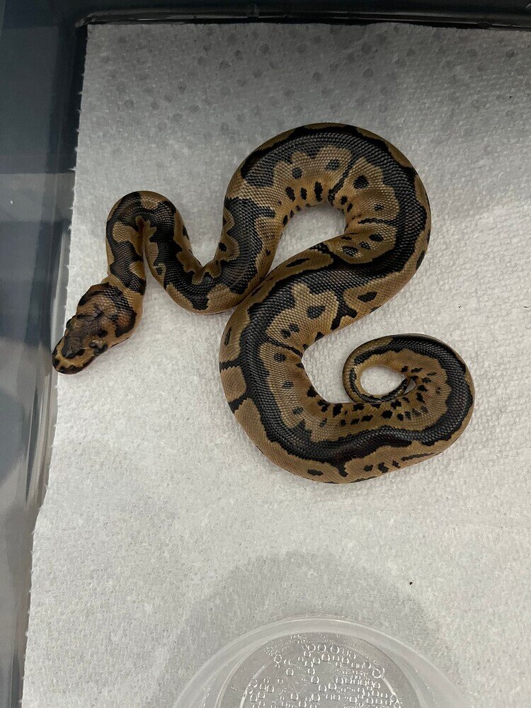 The sketch project - Ball Pythons - MorphMarket Reptile Community