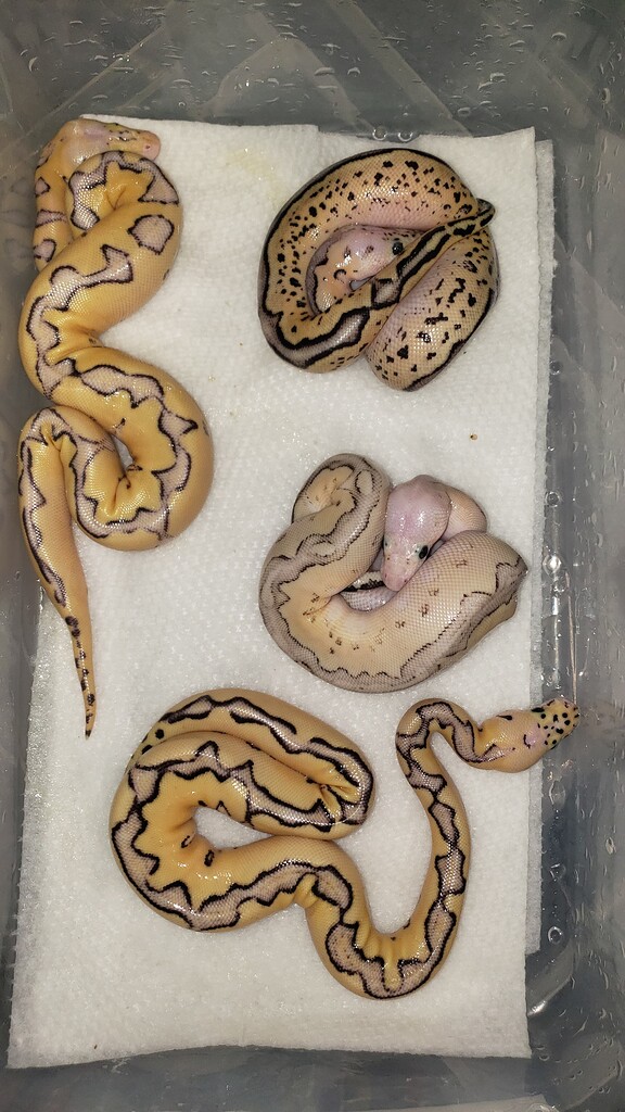 Whats that spotted one? - Ball Pythons - MorphMarket Reptile Community