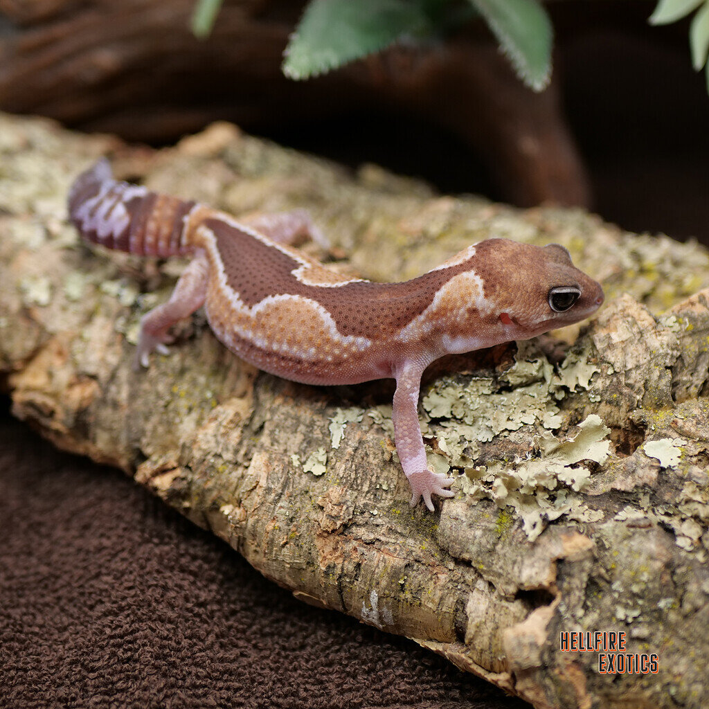 Nice Zulu het Oreo Caramel - Fat-Tailed Geckos - MorphMarket Reptile ...
