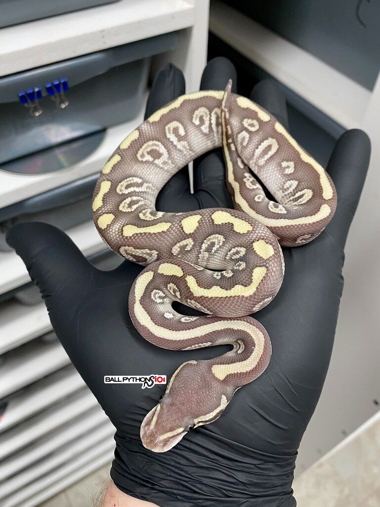 Closed Auction Super Phantom Het Clown Male - Auction for Reptile ...