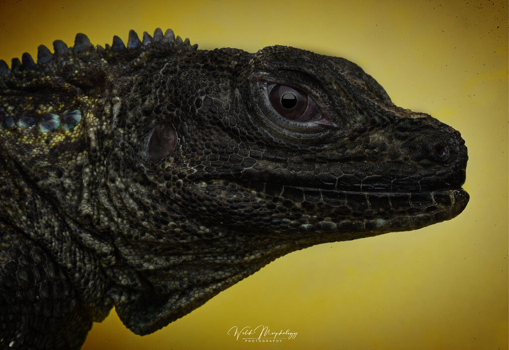 The Black Dragon - Other Lizards - MorphMarket Reptile Community