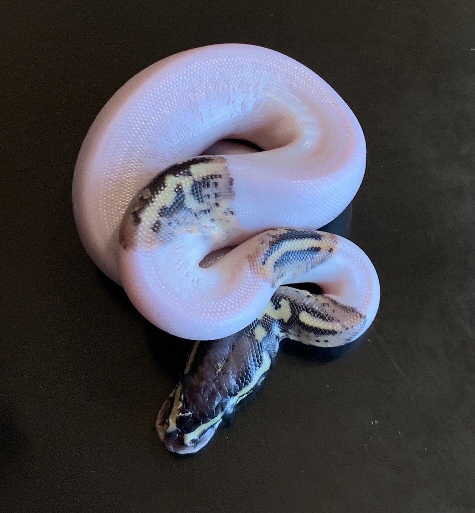 Last clutch of the year hatched! White wedding x pastel pied - Ball ...