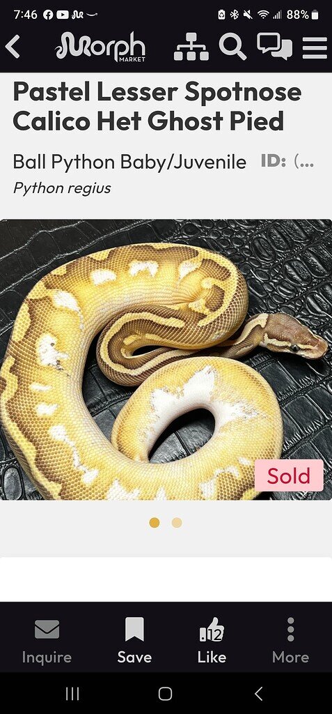 What would you pair with this female? - Ball Pythons - MorphMarket ...