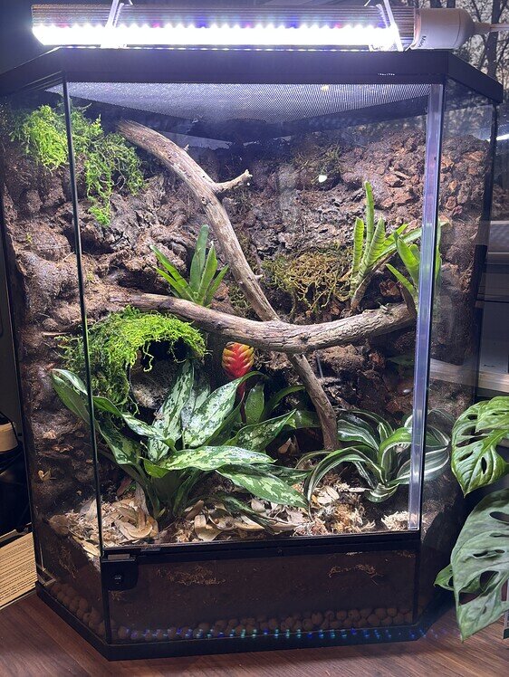 Show off your diy backgrounds and enclosures - Crested Geckos ...