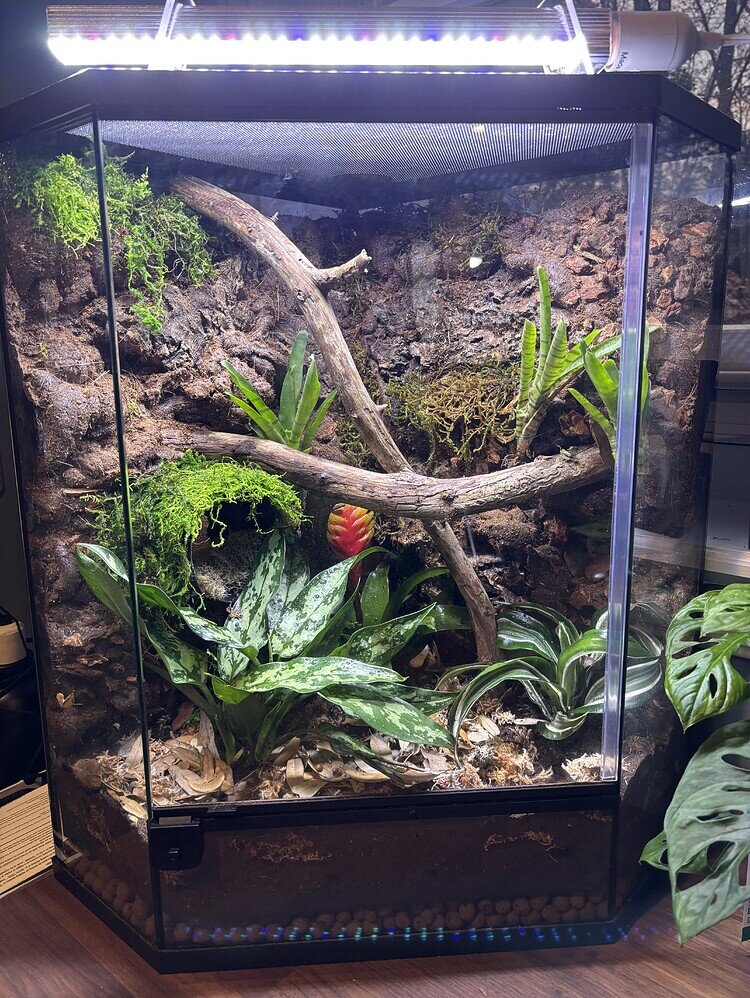 Show off your diy backgrounds and enclosures - Crested Geckos ...