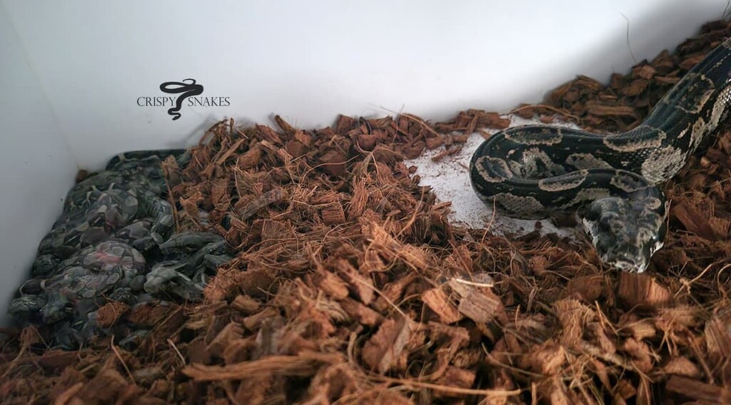 2024 Denton X Meltzer Longicauda litter - Boa Constrictors ...