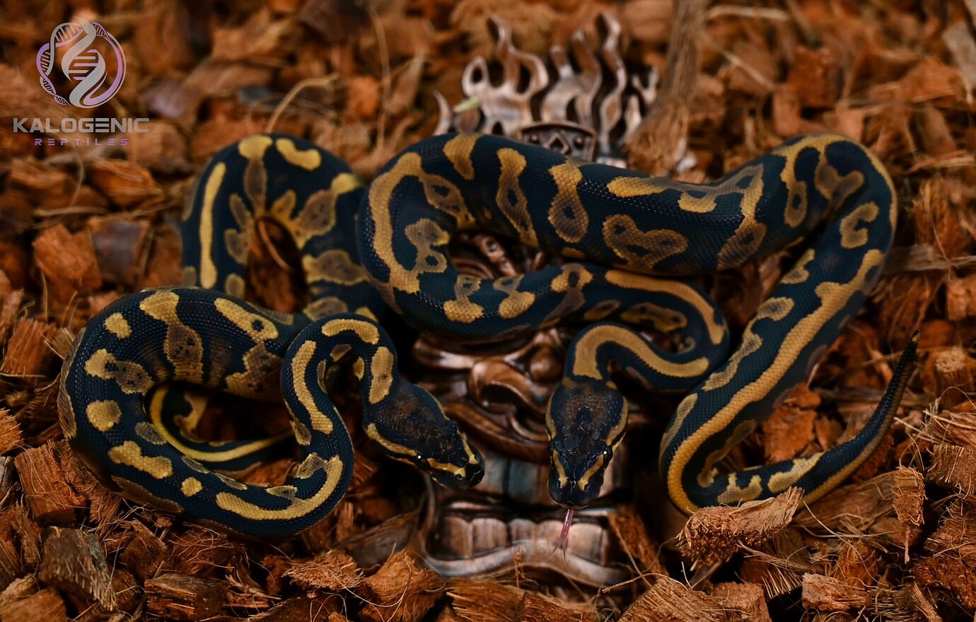 Dark and devious just the way I like them - Ball Pythons - MorphMarket ...