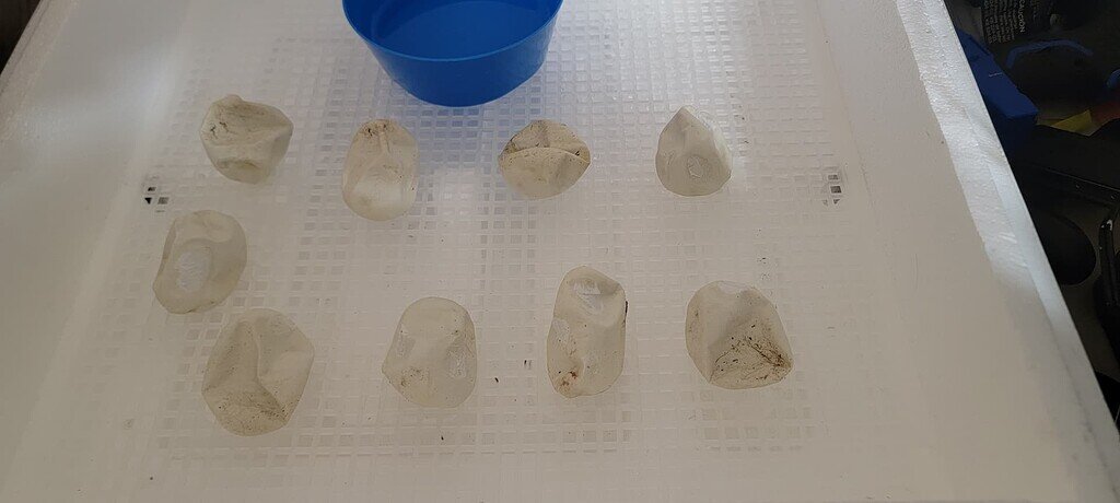 Are my Eggs Bad? - Carpet Pythons - MorphMarket Reptile Community