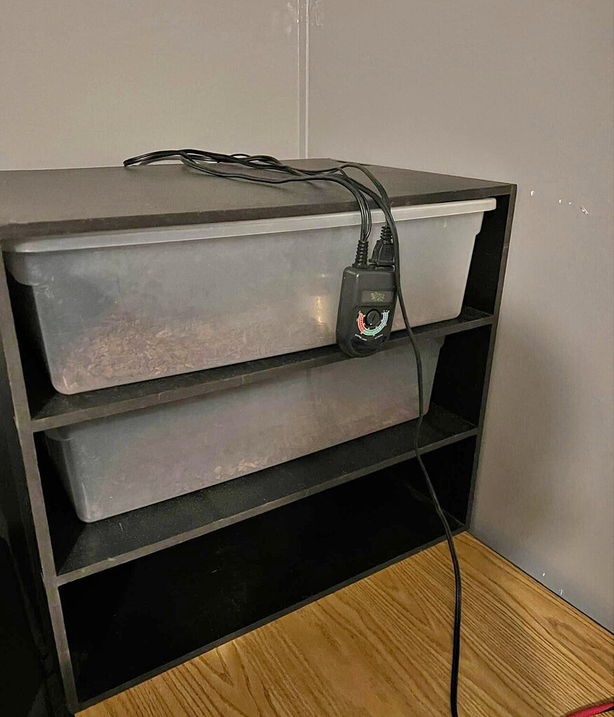 Correct snake rack - Ball Pythons - MorphMarket Reptile Community